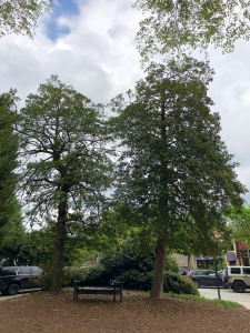 Decatur's Long Time, Leafy Residents - Trees of Decatur - DeKalb ...