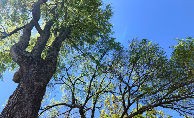 Decatur's Long Time, Leafy Residents - Trees of Decatur - DeKalb ...